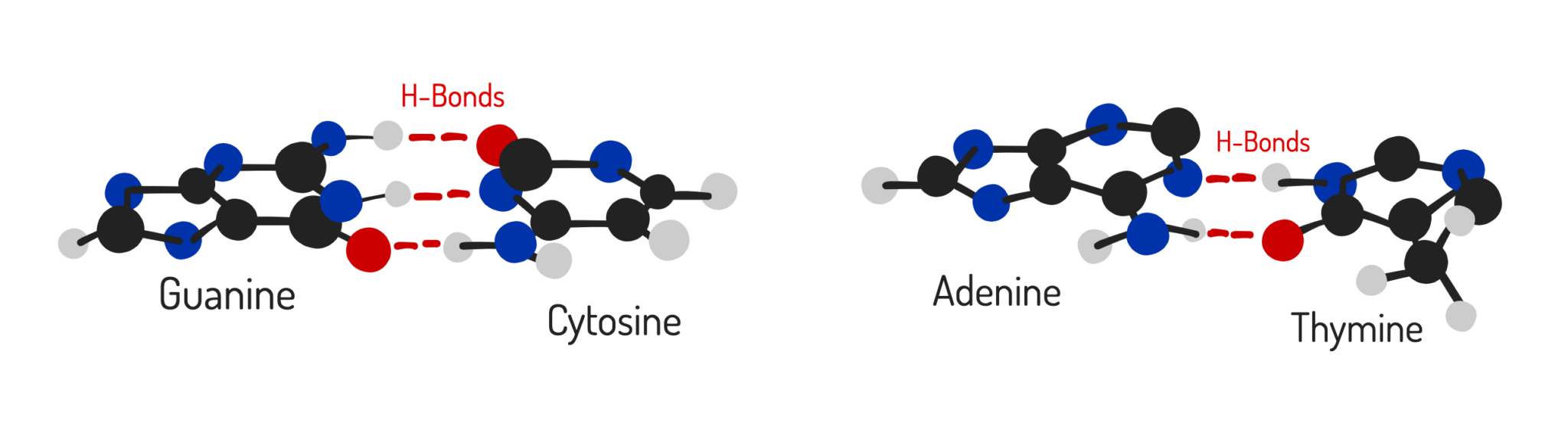 DNA Structure – Eightfold
