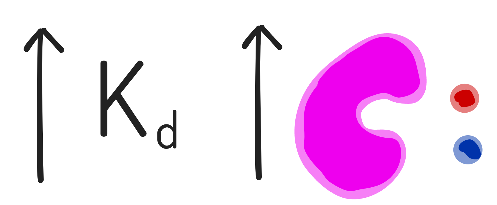 Enzyme Kinetics – Eightfold