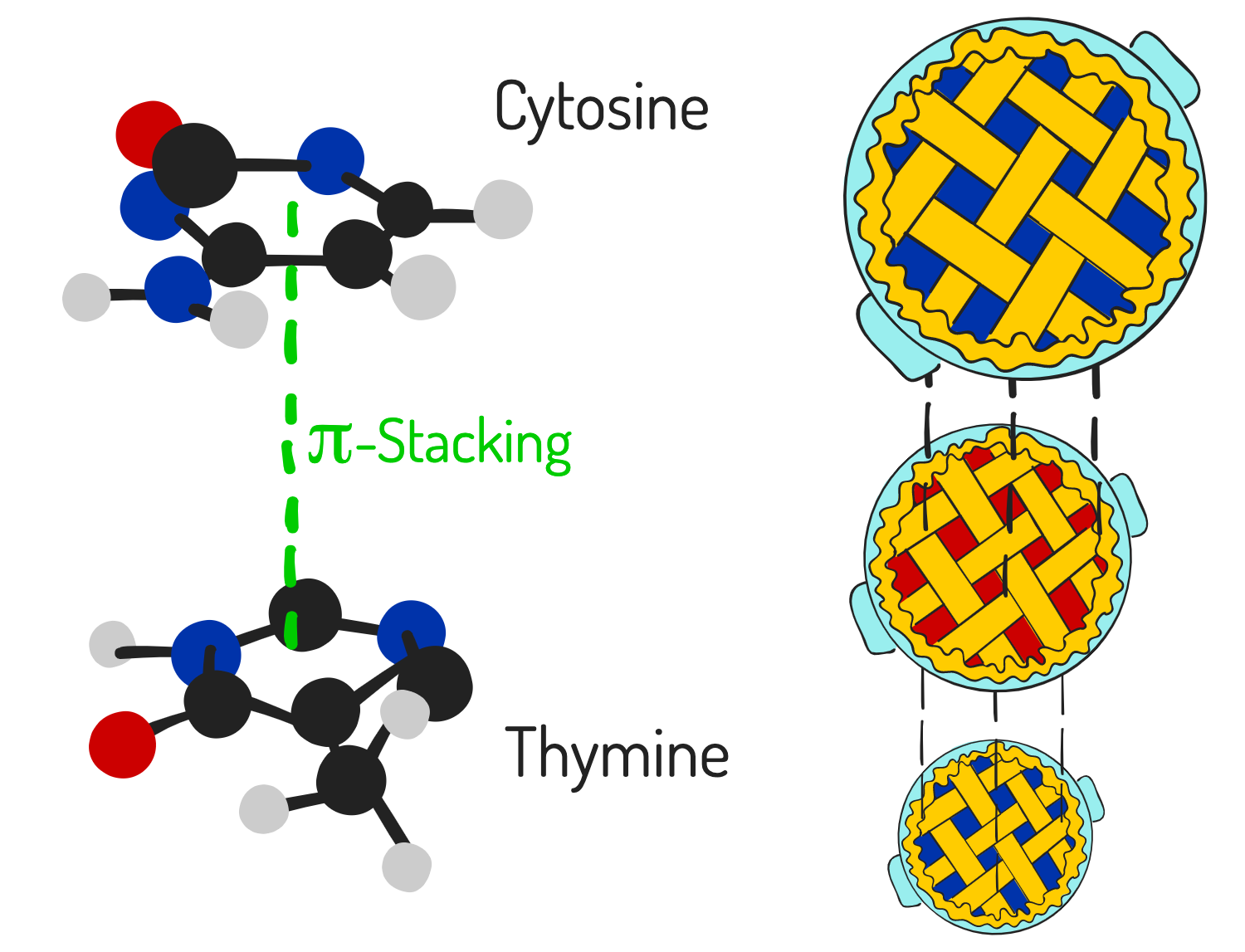Nucleic Acids – Eightfold