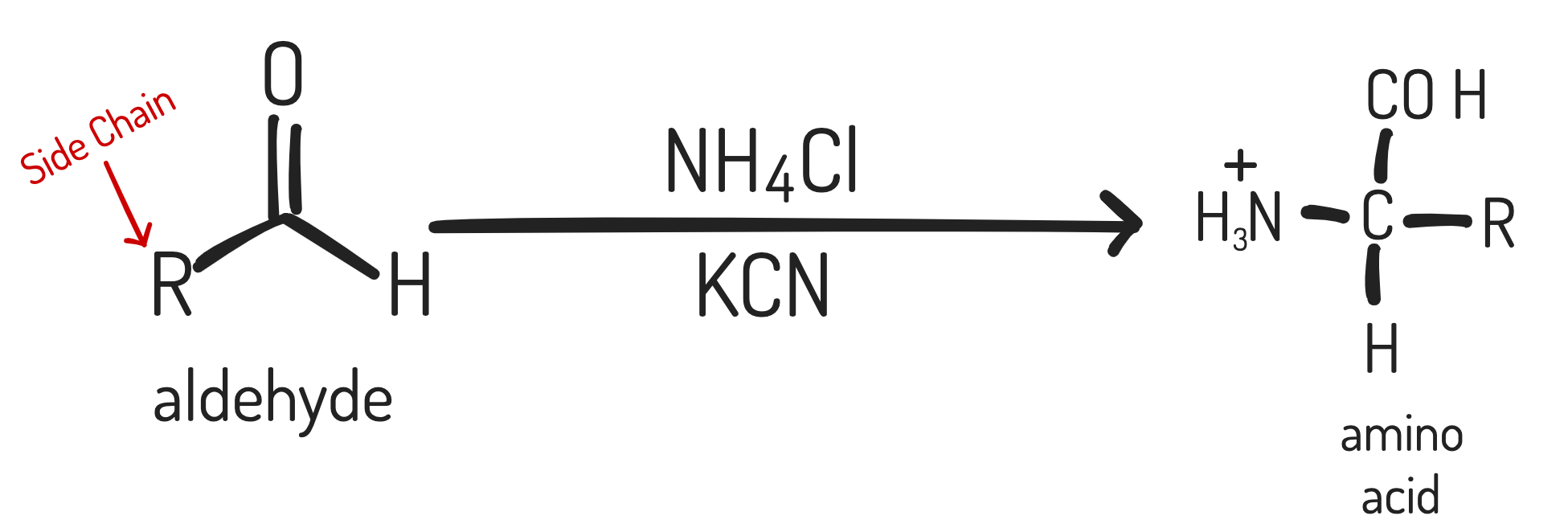 Amino Acid Synthesis – Eightfold