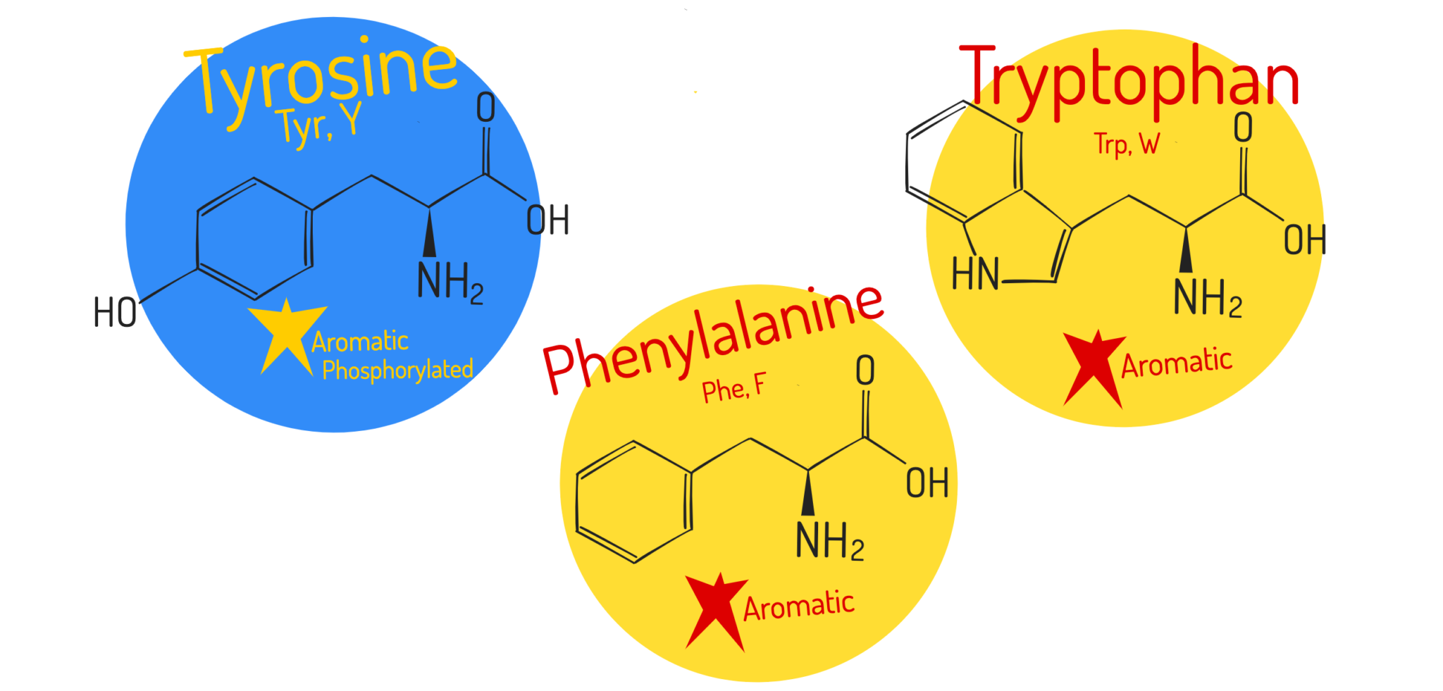 Amino Acid Notations and Classifications – Eightfold