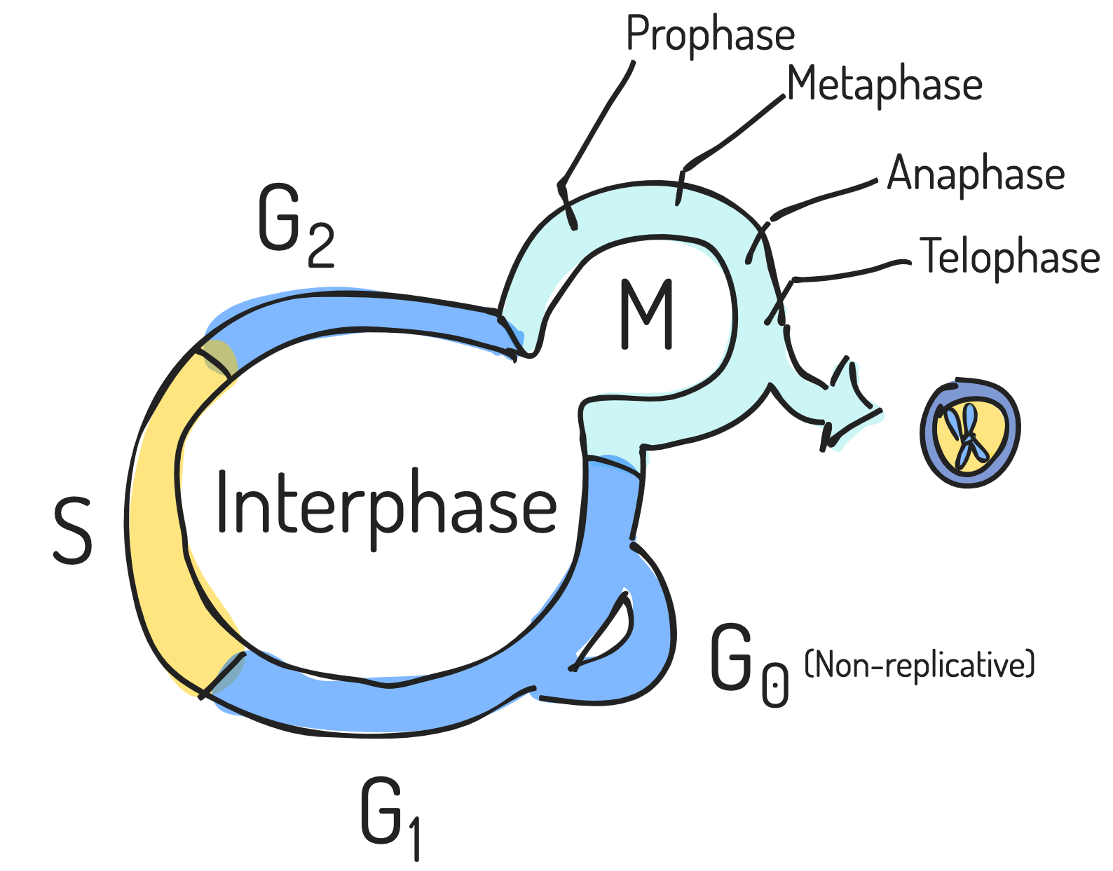 Cell Cycle: Interphase and Mitosis – Eightfold