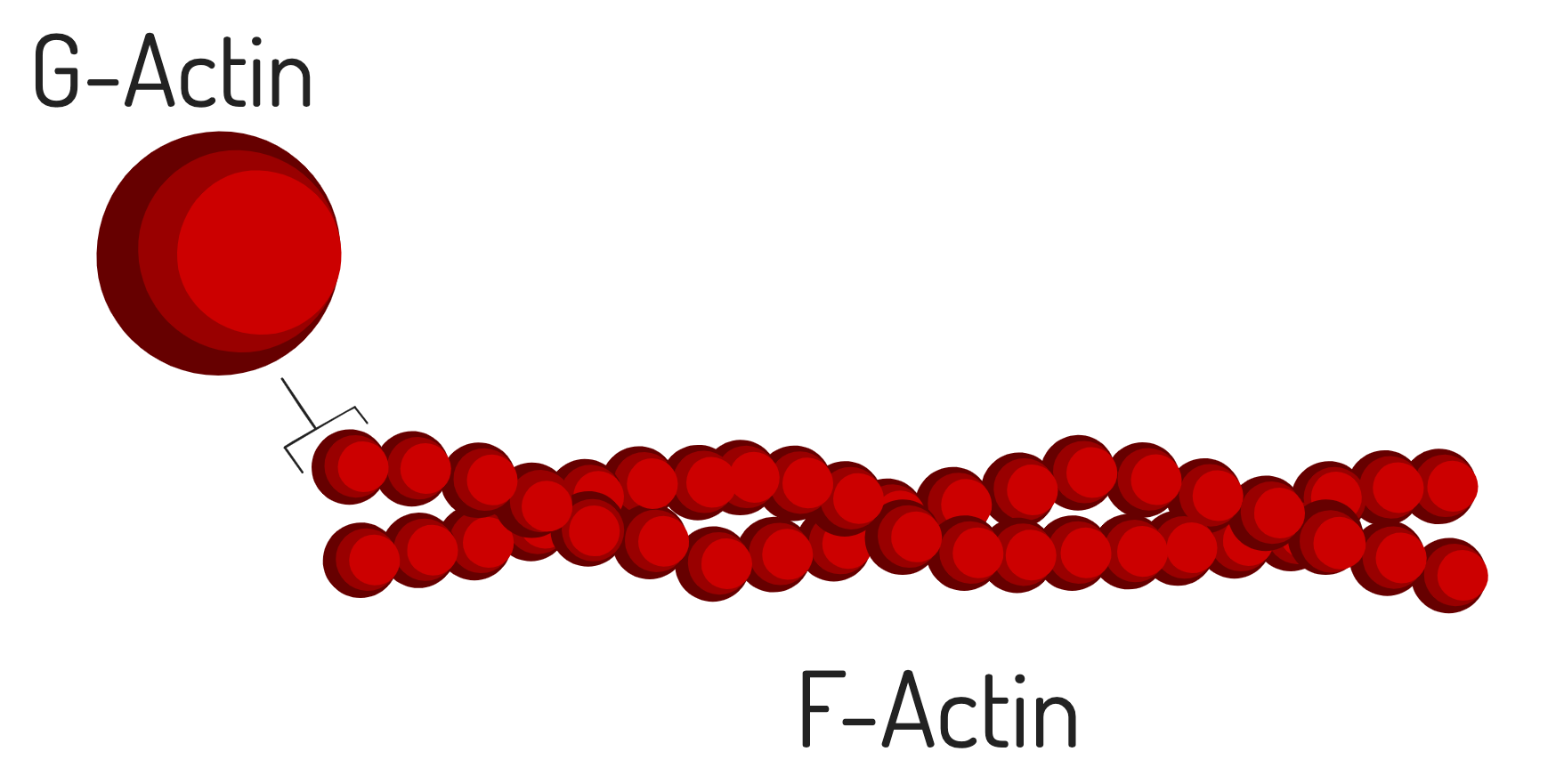 The Cytoskeleton and Cell Trafficking – Eightfold
