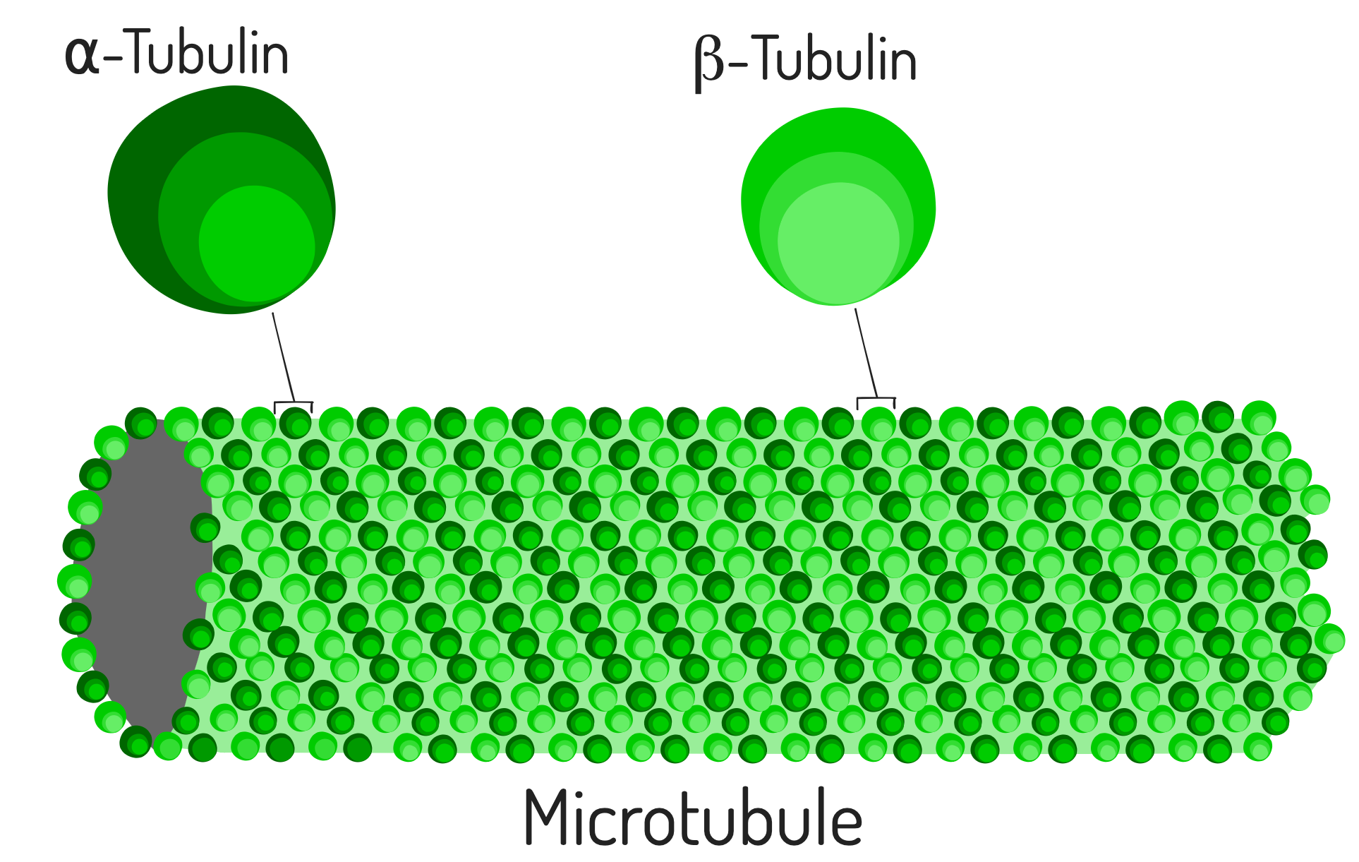 The Cytoskeleton and Cell Trafficking – Eightfold