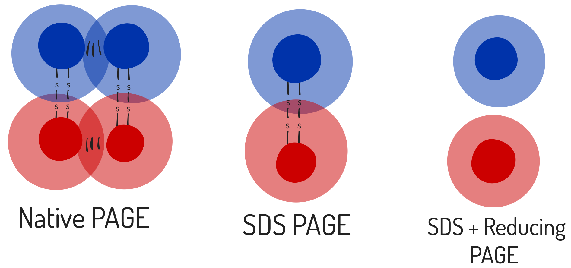 Protein Gel Electrophoresis – Eightfold