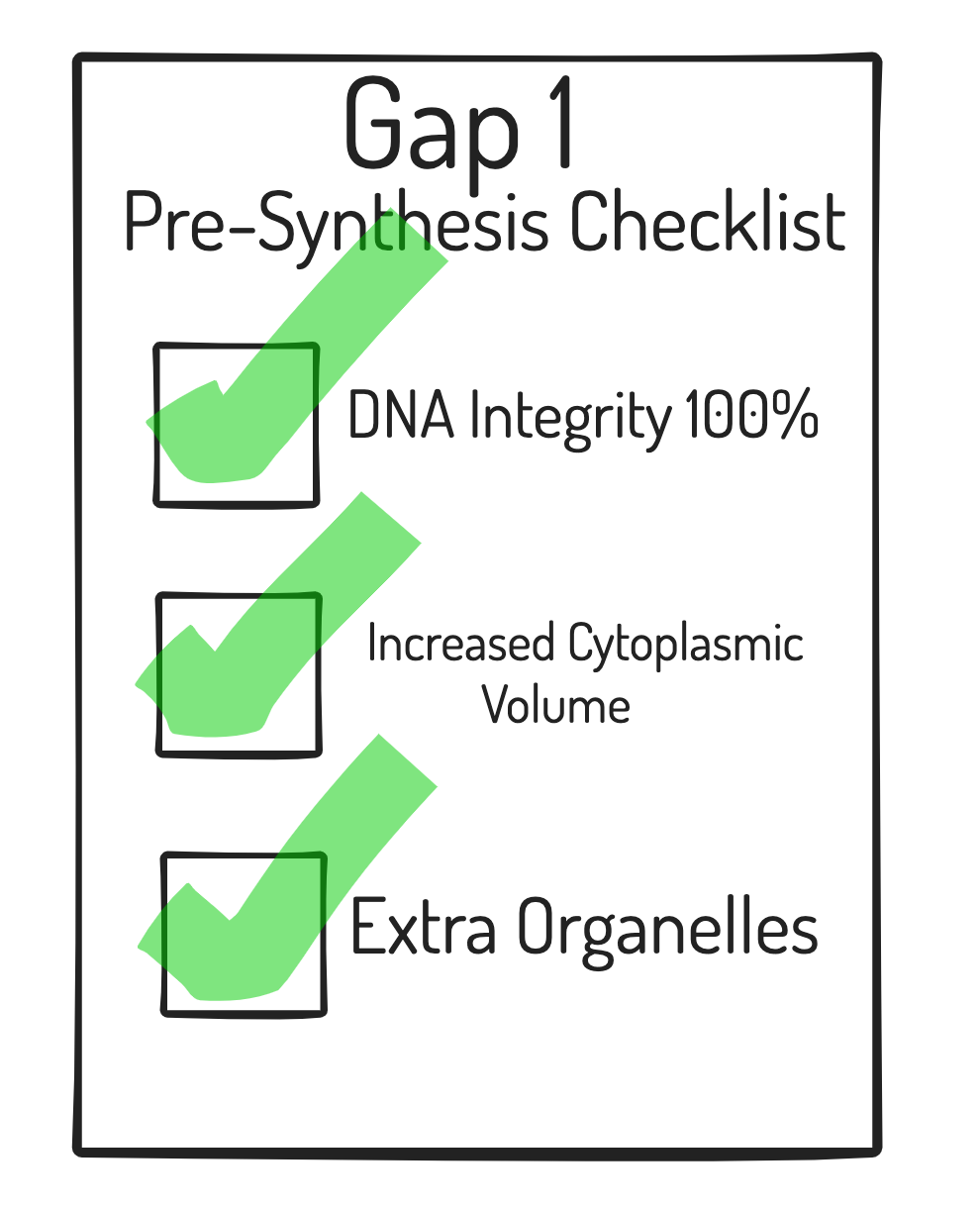 Cell Cycle: Interphase and Mitosis – Eightfold
