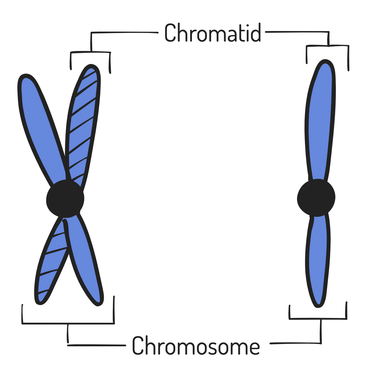 Cell Cycle: Interphase and Mitosis – Eightfold