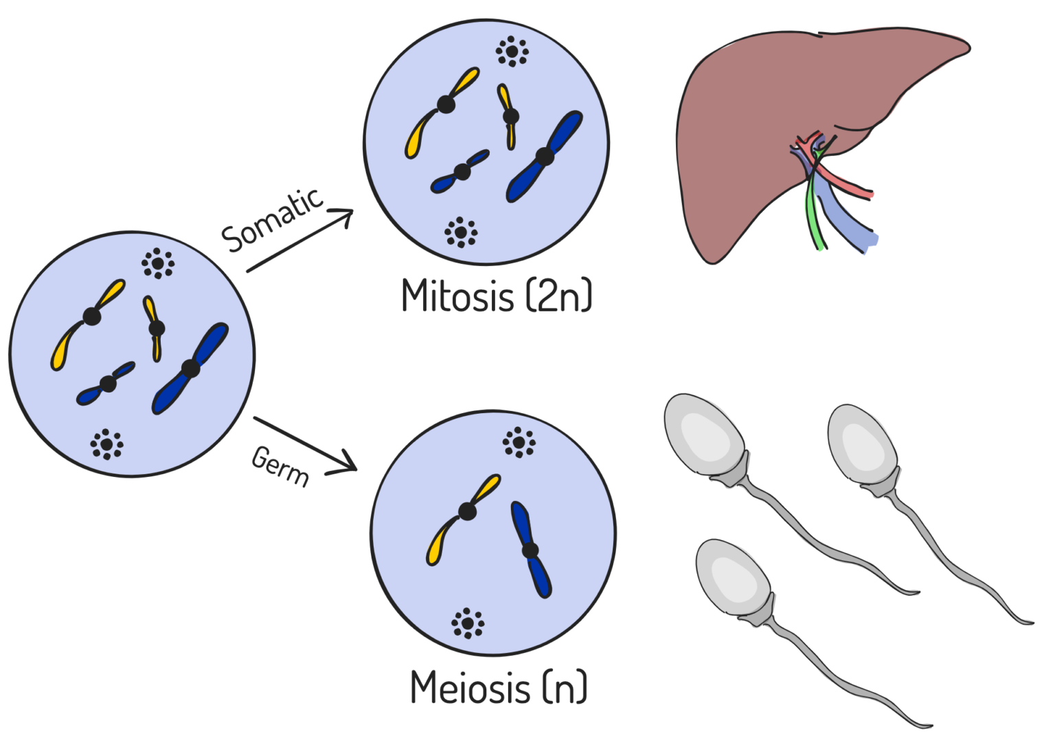 Cell Cycle: Interphase and Mitosis – Eightfold