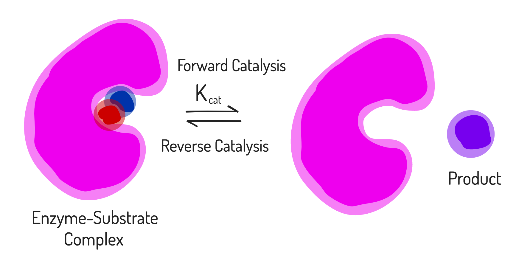 Enzyme Kinetics – Eightfold